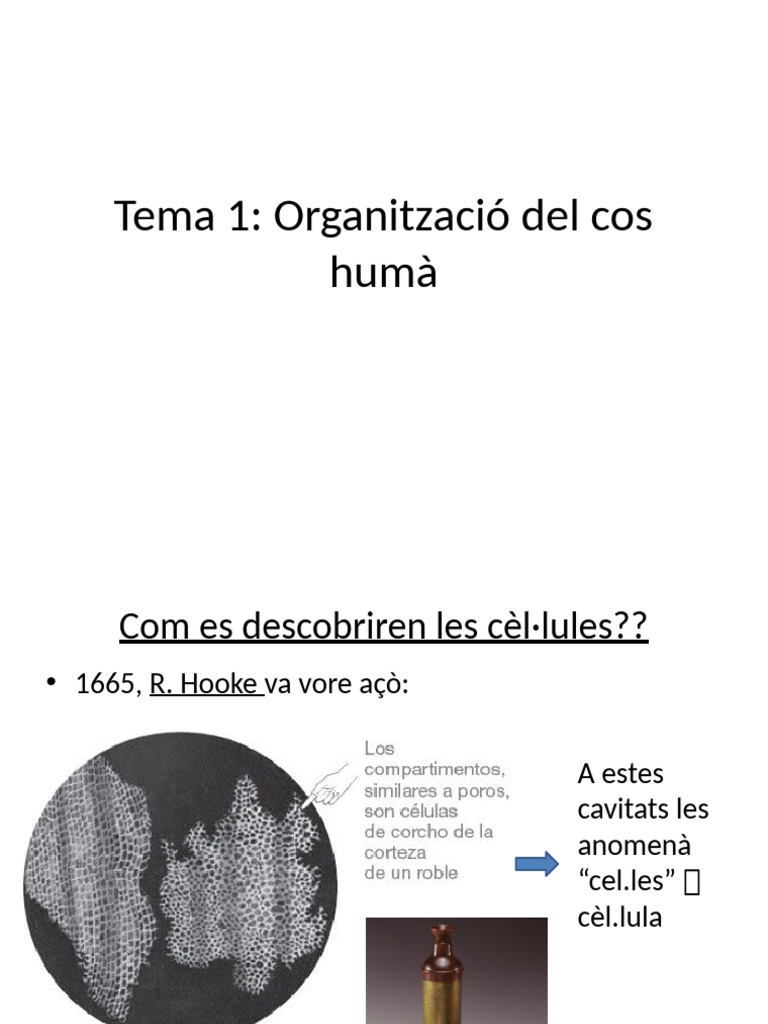 Tema 1 Organització Cos Humà | PDF
