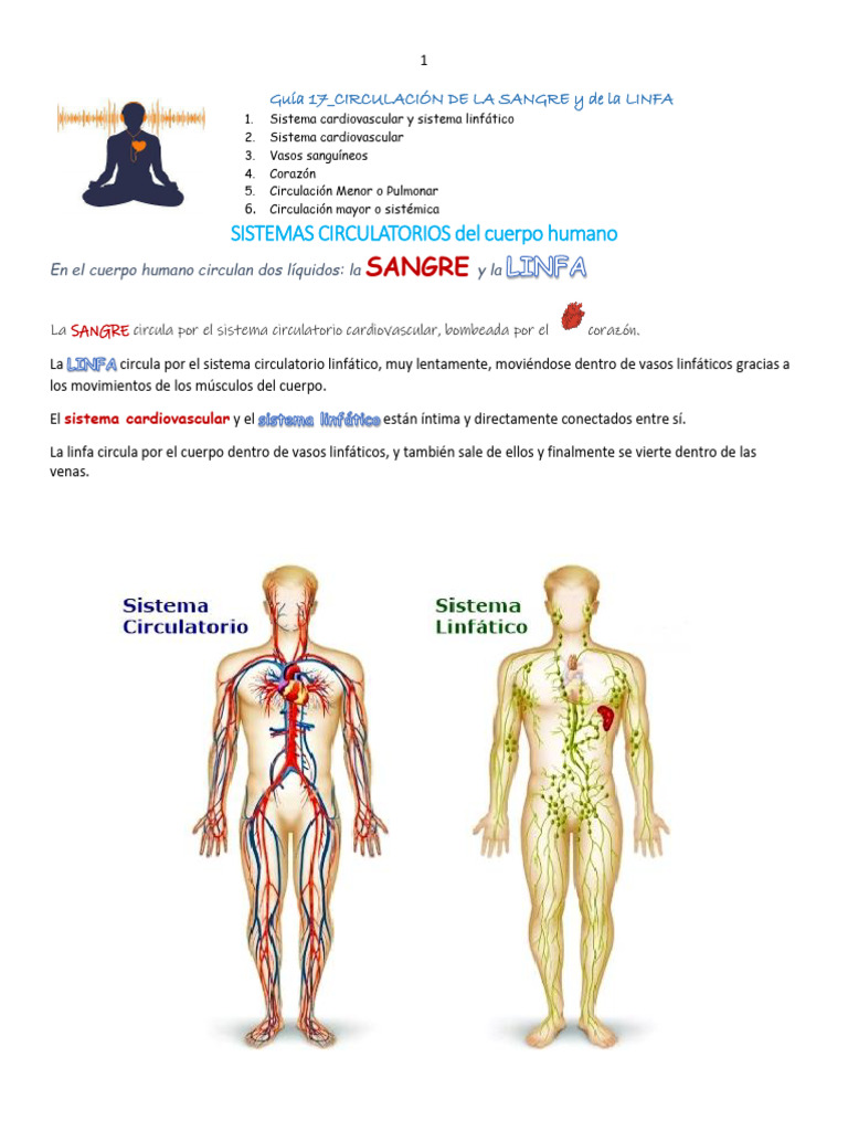Guía 17 - Circulación de La Sangre | PDF | Sistema circulatorio | Corazón