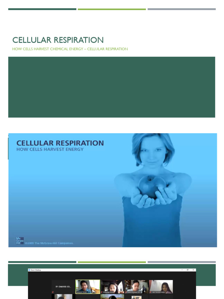 Cellular Respiration For Quiz | PDF | Cellular Respiration | Diet ...