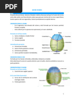 Anatomía de la Región Superciliar | PDF | Cráneo | Anatomía humana
