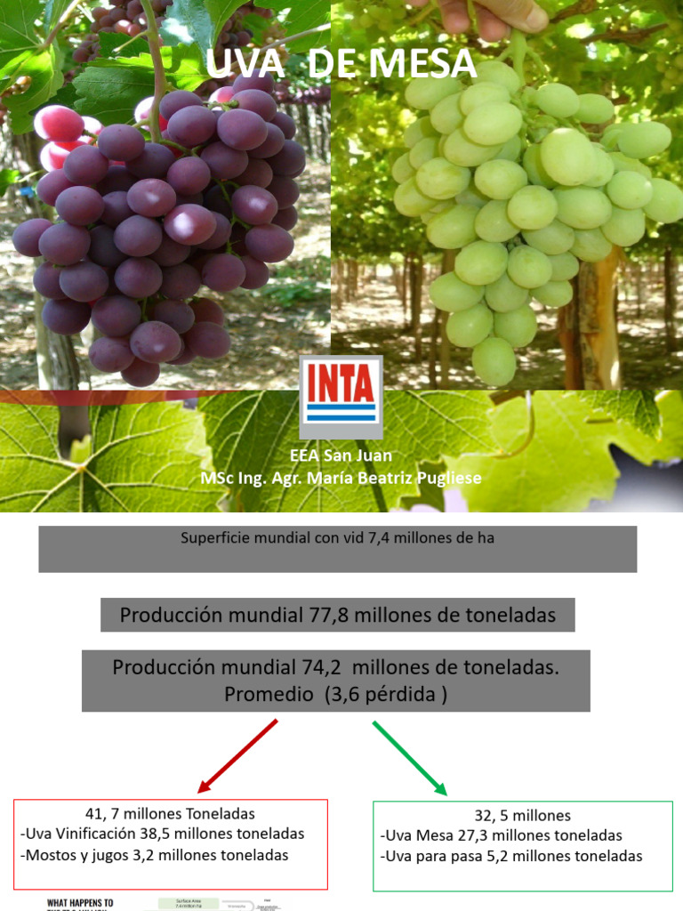 Uva de Mesa Bolivia 2022 Resumido Sin Cosecha | PDF | Flores | Raíz