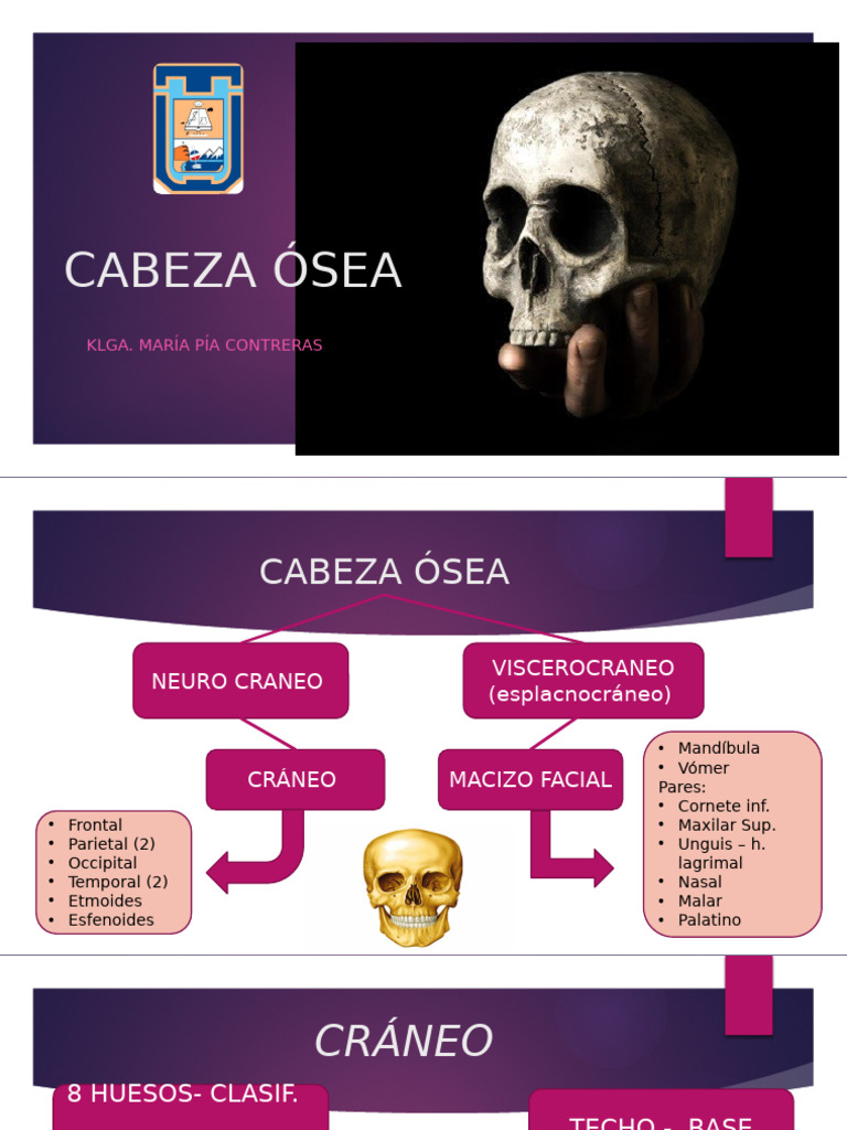 Cabeza Osea y Macizo Facial | PDF | Cabeza y cuello humanos | Anatomía ...