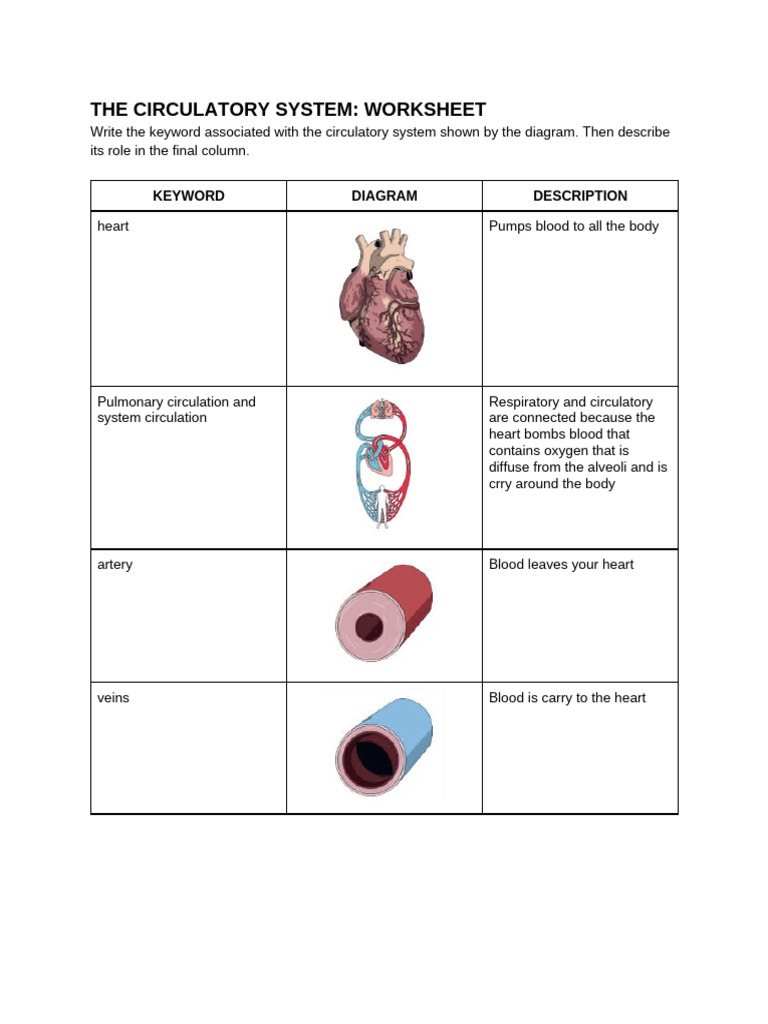 The Circulatory System - Worksheet | PDF