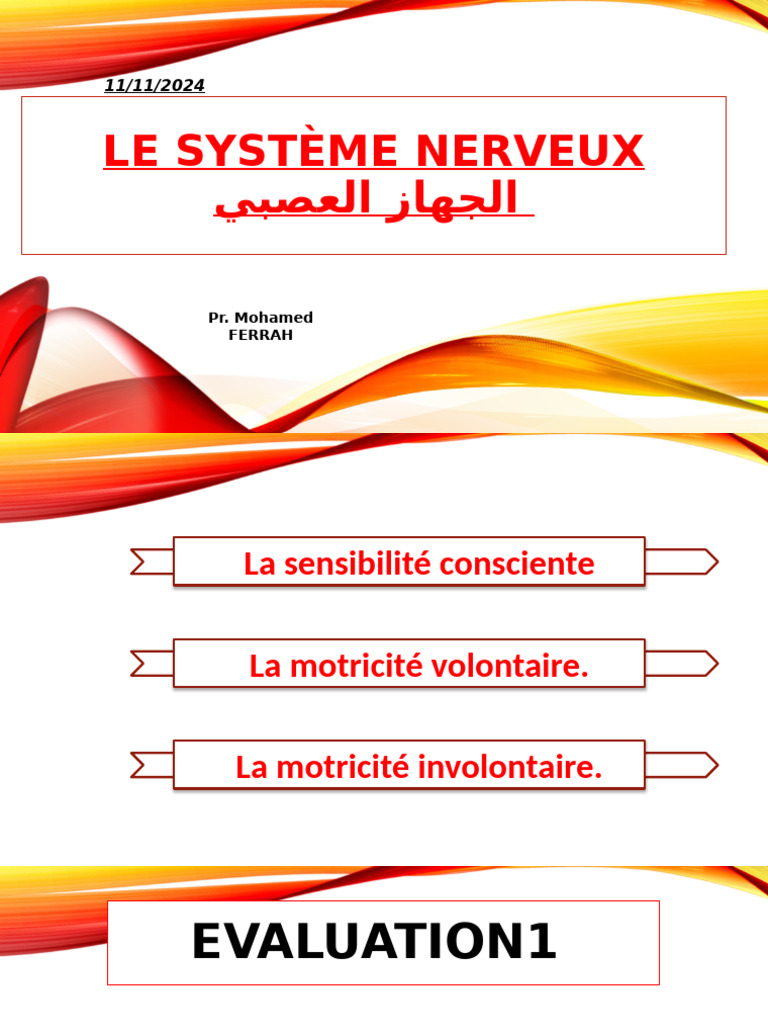 Le Systeme Nerveux Cours PPT 11 | PDF | Nerf | Système nerveux