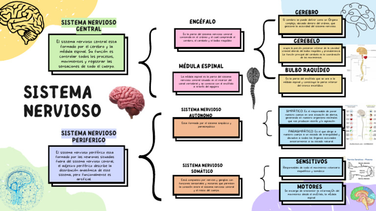 Cuadro Sinóptico | PDF | Sistema nervioso | Cerebro