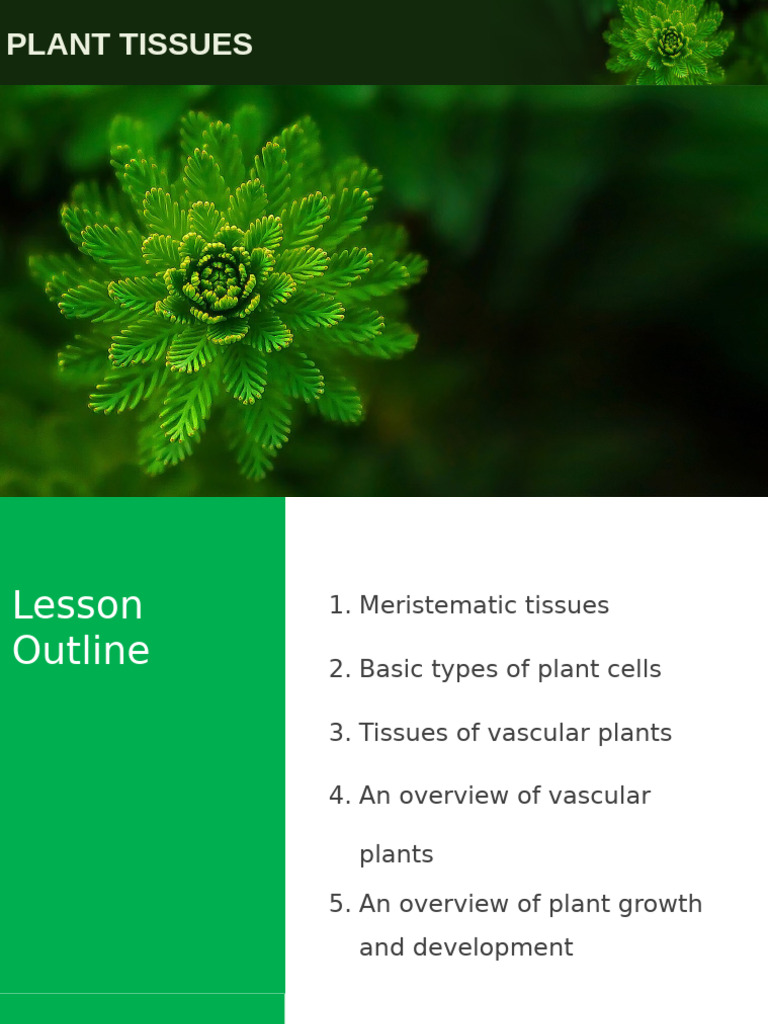 (Plant Tissues) | PDF | Tissue (Biology) | Plant Stem