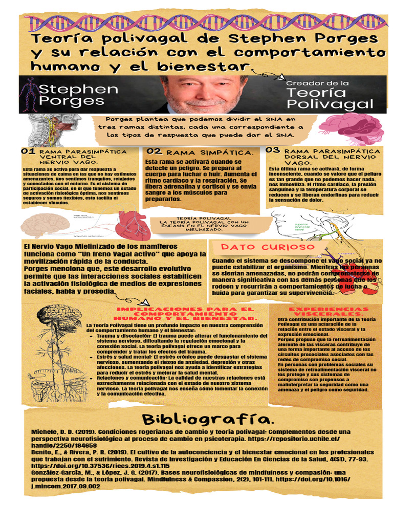 Teoría Polivagal de Stephen Porges Infografía - Anthony V | PDF | Las ...