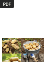Asexual Reproduction in Potatoes | PDF | Potato | Organisms