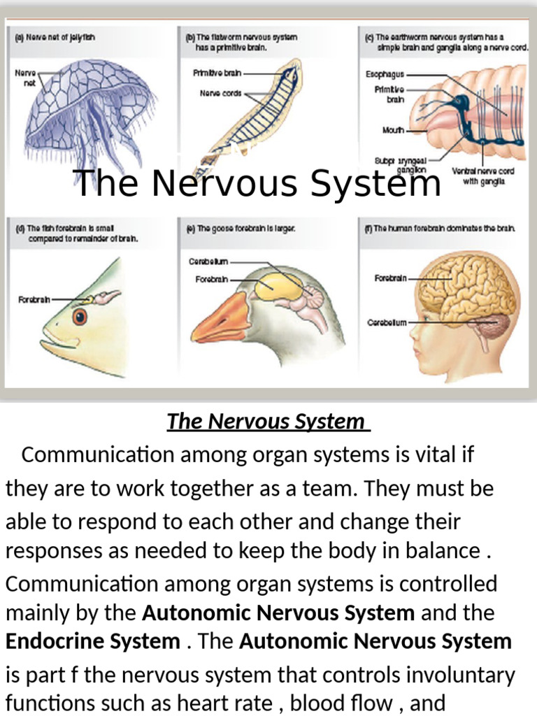 Overview of Nervous Systems in Animals | PDF | Nervous System | Central ...