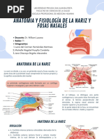Anatomía y Fisiología de Nariz y Senos Paranasales | PDF | Nariz humana | Otorrinolaringología