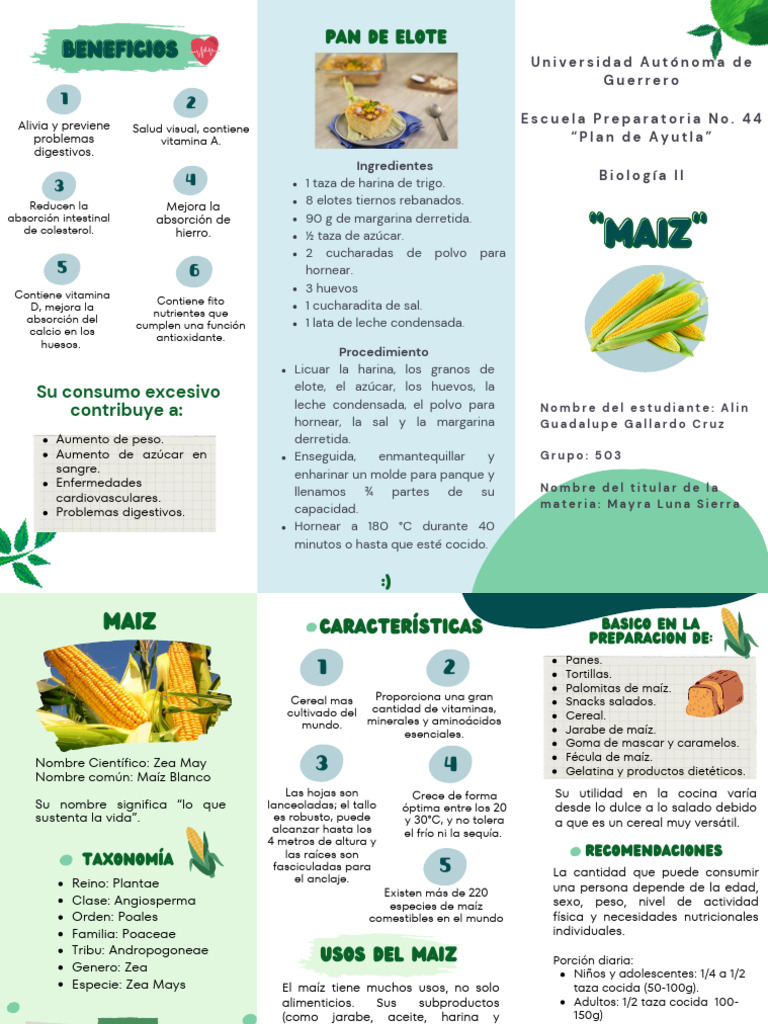 Beneficios y Usos del Maíz Blanco | PDF | Maíz | Cereales