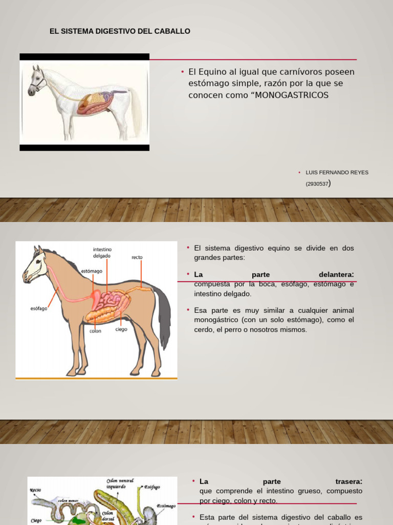 El Sistema Digestivo Del Caballo | PDF | Digestión | Sistema digestivo humano