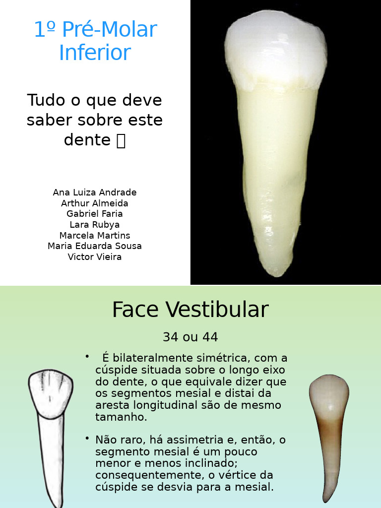 1º Pré Molar Inferior - POWERPOINT | PDF | Dente humano