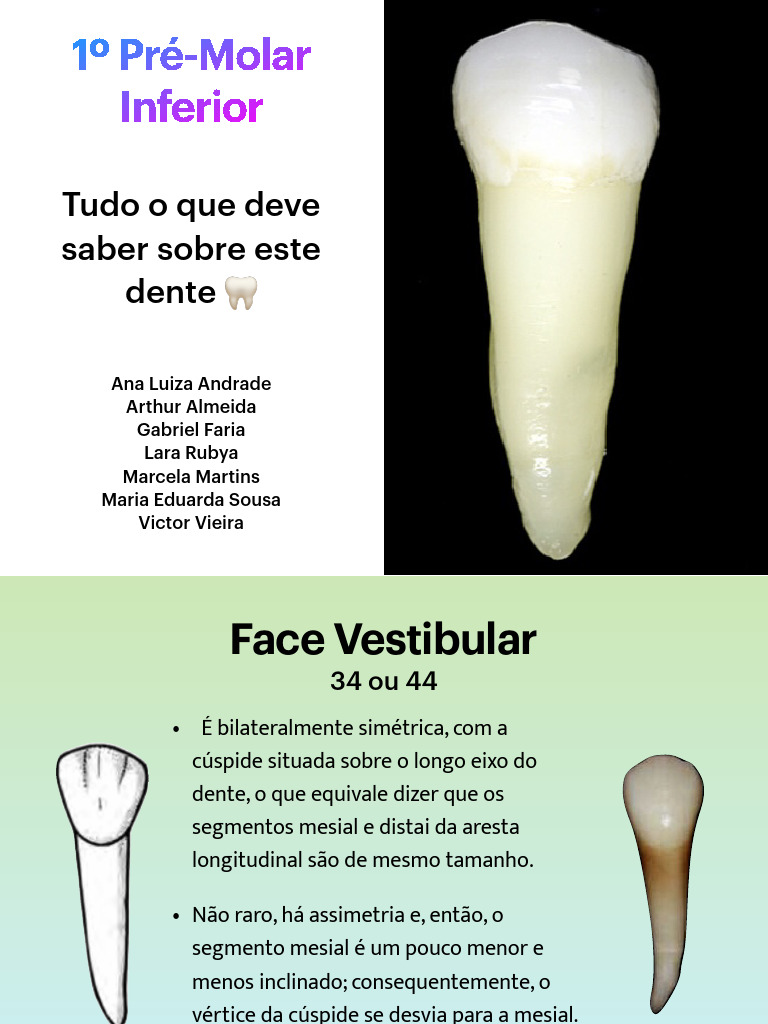 PDF 1º Pré Molar Inferior PDF | PDF | Dente humano