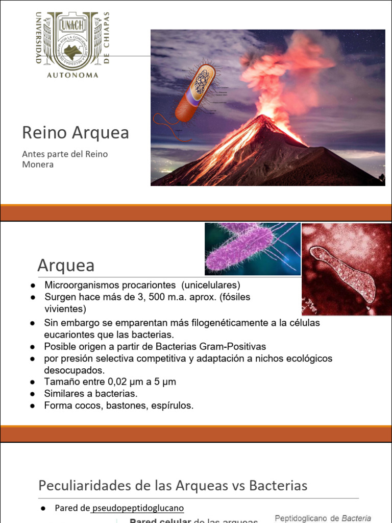 Reino Arquea 2024 | PDF | Archaea | Las bacterias