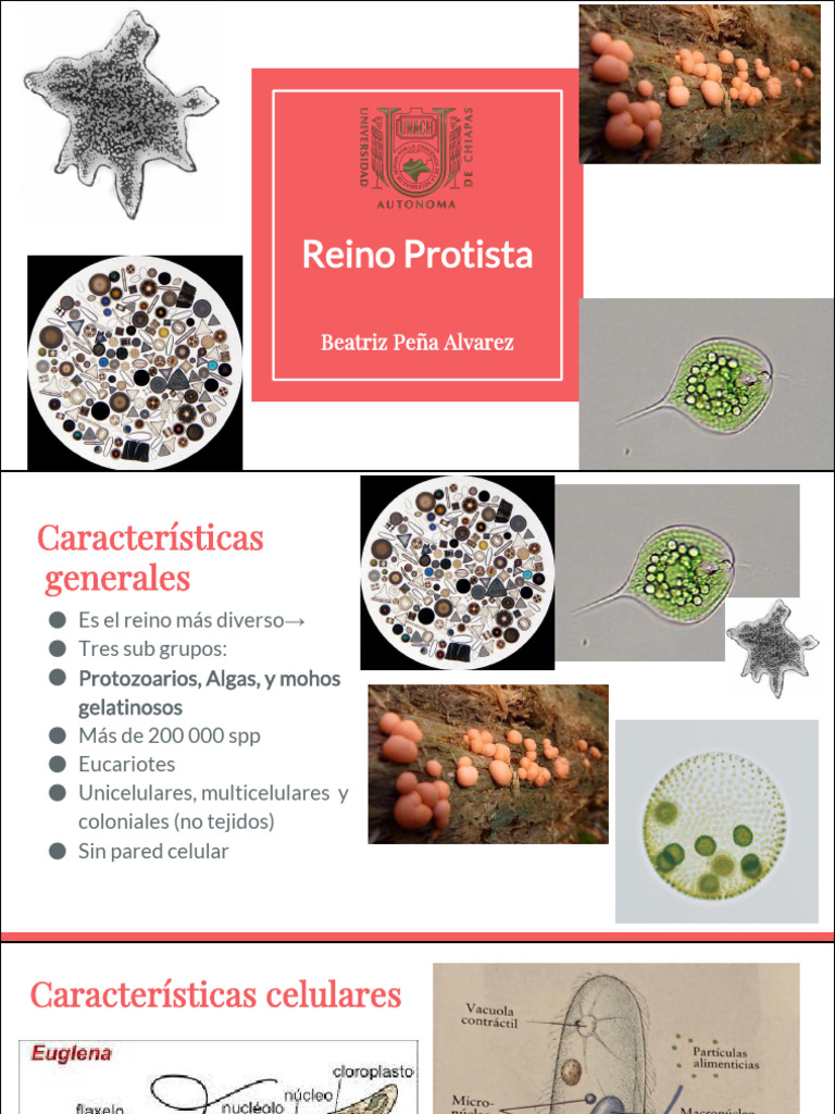 Reino Protista 2024 | PDF | Algas | Protozoos
