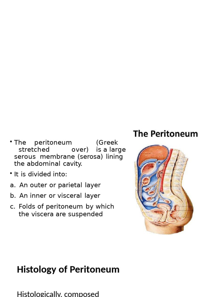 Peritoneum radiology | PDF | Peritoneum | Liver