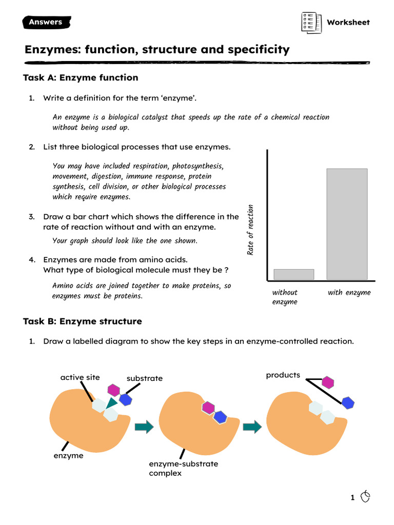Worksheet Answers | PDF | Enzyme | Active Site