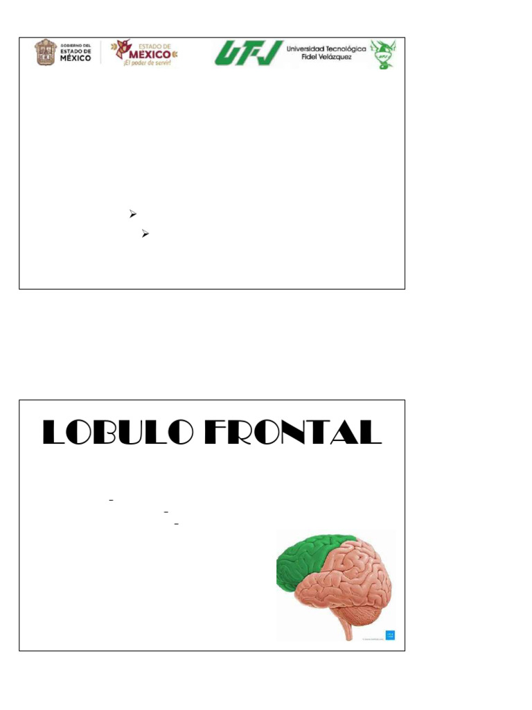 Funciones y Patologías del Lóbulo Frontal | PDF | Percepción visual ...