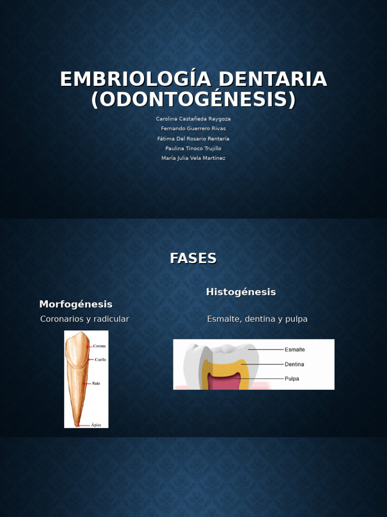 Embriología Dentaria: Odontogénesis Detallada | PDF | Anatomía ...