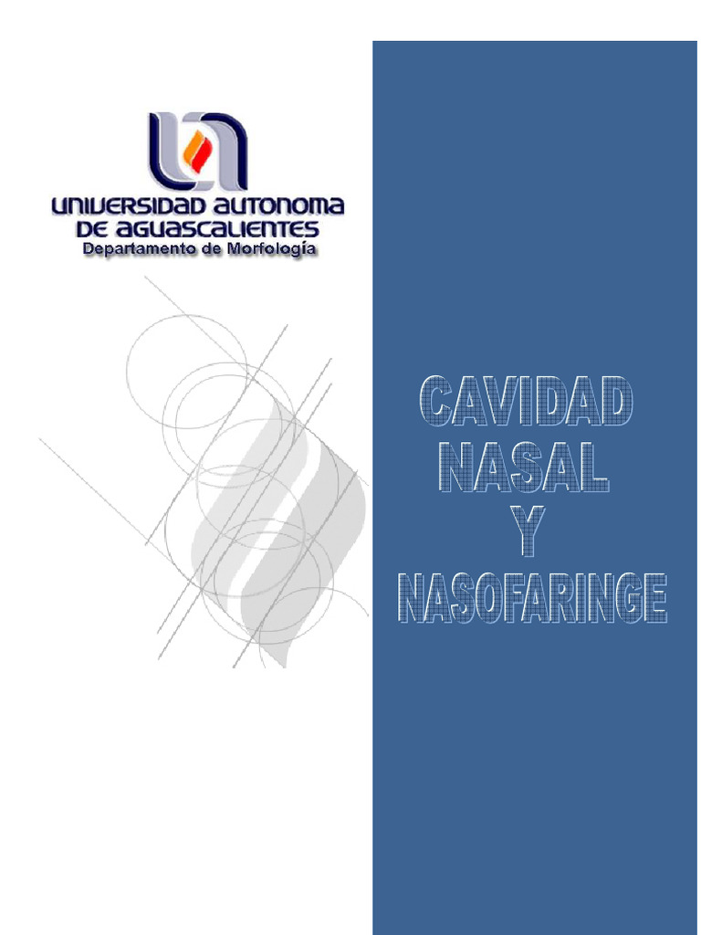 2.16 Cavidad Nasal y Nasofaringe | PDF | Cabeza y cuello humanos ...