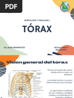 Anatomía y Estructura del Tórax | PDF | Tórax | Vértebra