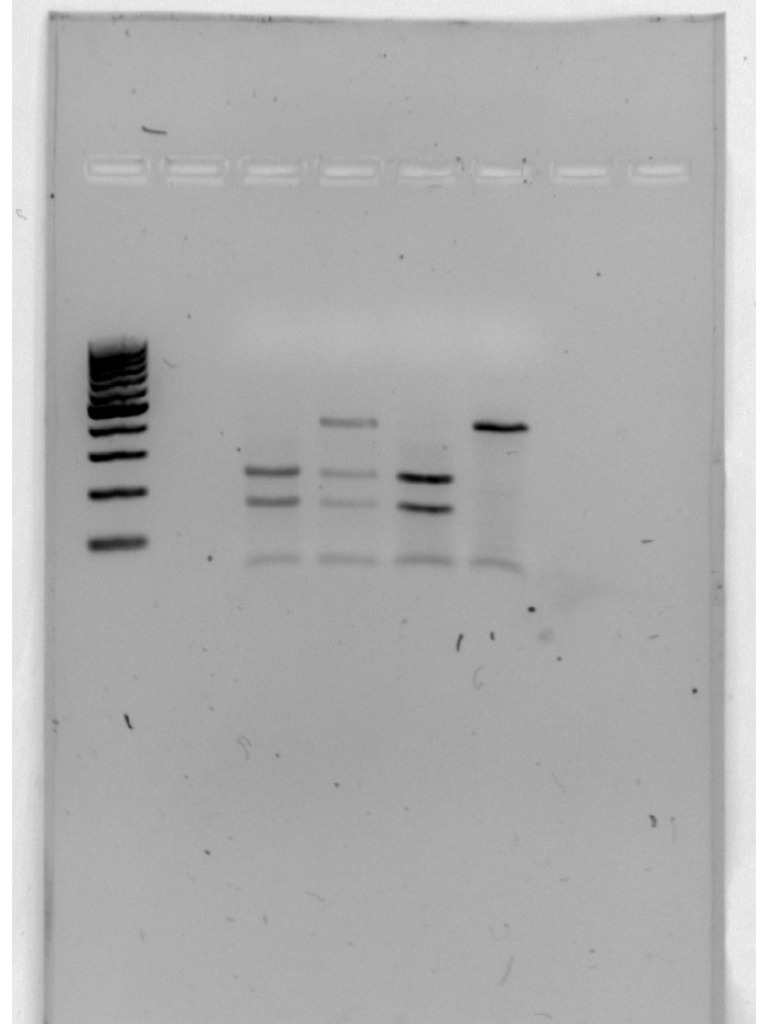Example Gel PCR - 2 | PDF