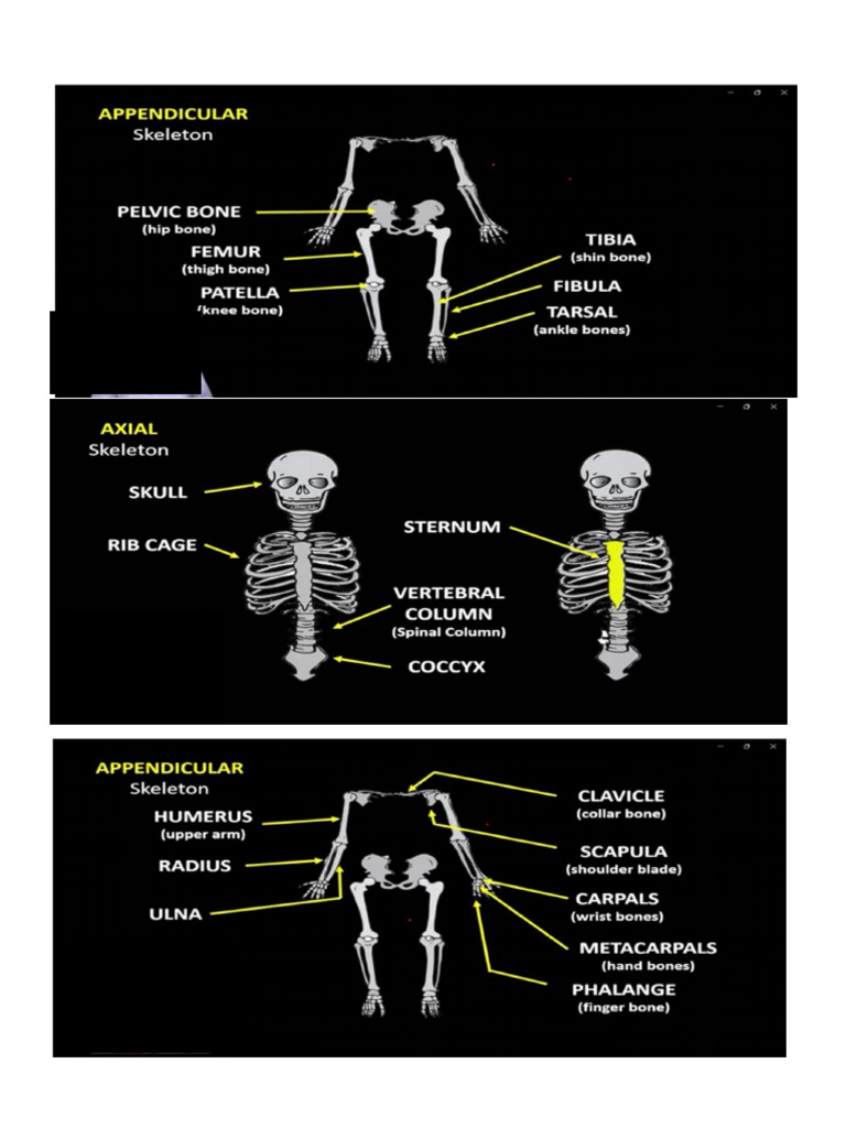 Science 6 Skeletal System | PDF
