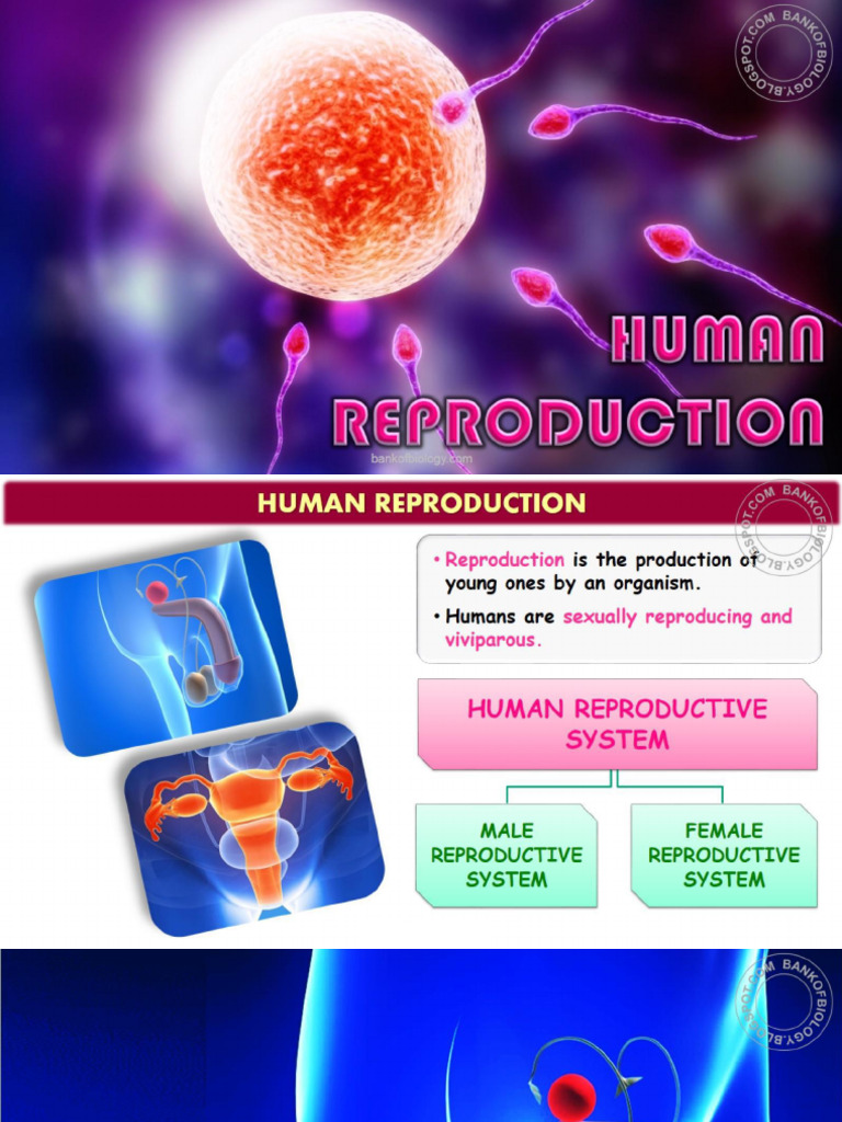 3 Human Reproduction PPT Part 1 | PDF