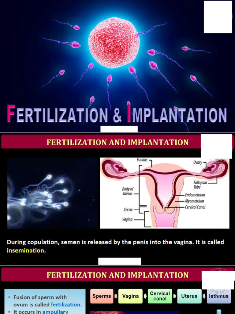 3 human reproduction ppt part 3 | PDF