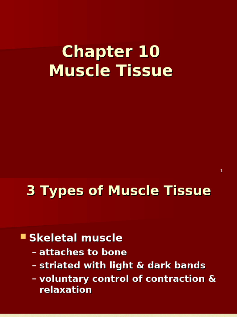 Chapter 10 Muscle Tissue | PDF | Muscle Contraction | Skeletal Muscle