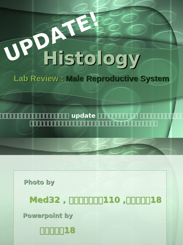 LABz13-Histo-Male Reproductive System | PDF