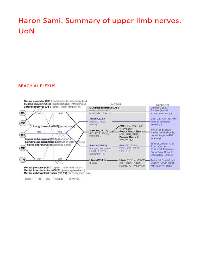 Upper Limb Nerves Overview and Functions | PDF | Arm | Thumb