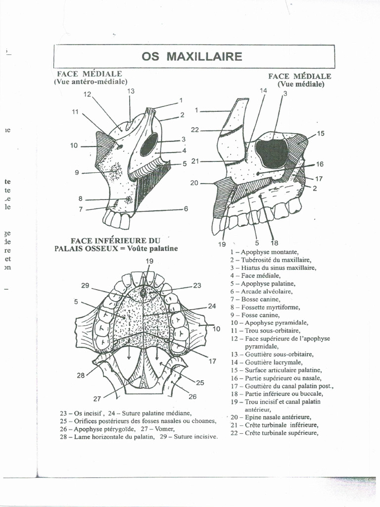 1 - Les Os de La Face | PDF