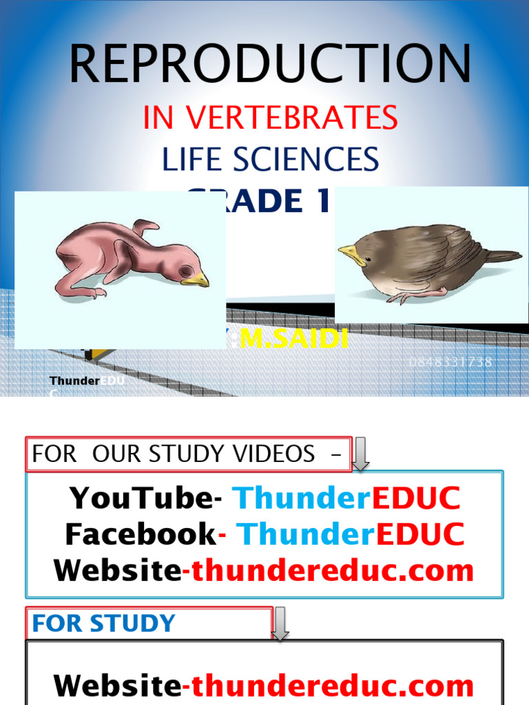 Vertebrate Reproduction Study Guide | PDF | Egg | Fertilisation