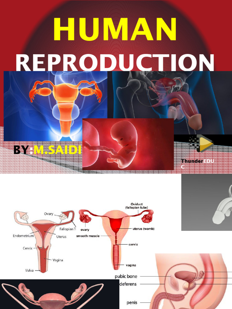 4. HUMAN REPRODUCTION | PDF | Menstrual Cycle | Ovary