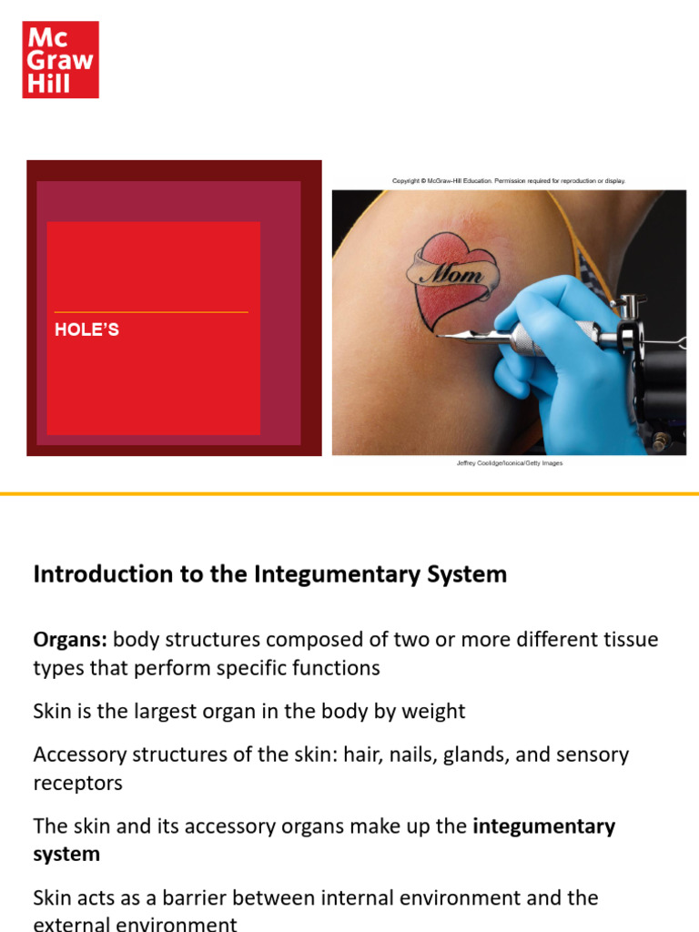 Integumentary system (about the skin) | PDF | Skin | Integumentary System