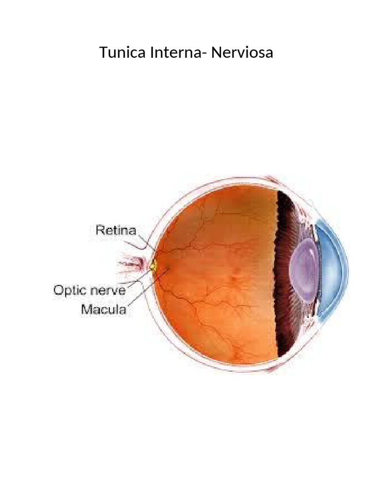 Tunica Interna | PDF