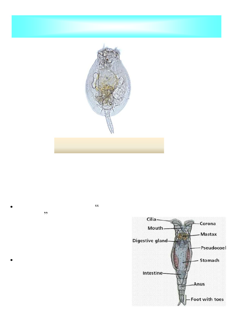 Rotifer Culture Techniques for Aquaculture | PDF | Nutrition | Diet ...