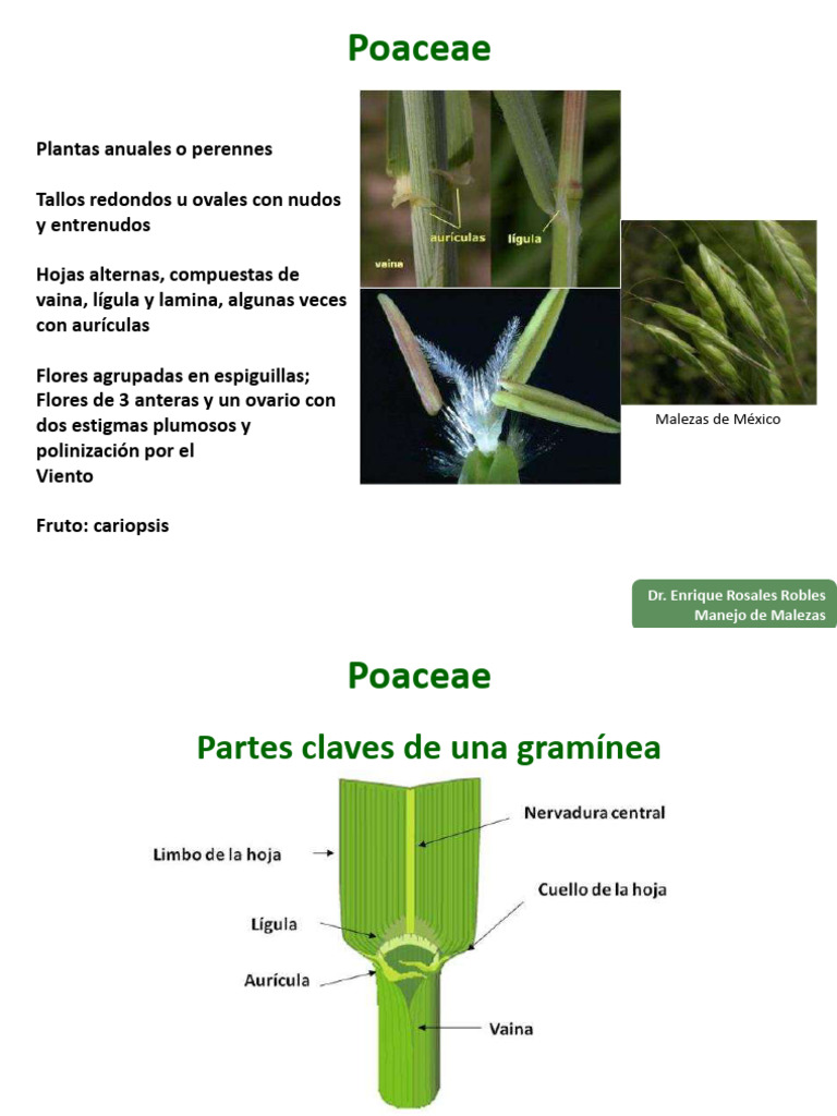 Morfología y Manejo de Poaceae | PDF | Césped | Plantas