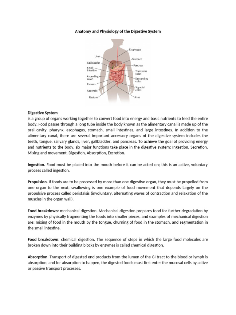 Anatomy and Physiology of Digestive | PDF | Human Digestive System ...