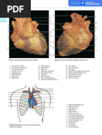 Mammalian Heart Dissection Guide | PDF | Heart Valve | Heart