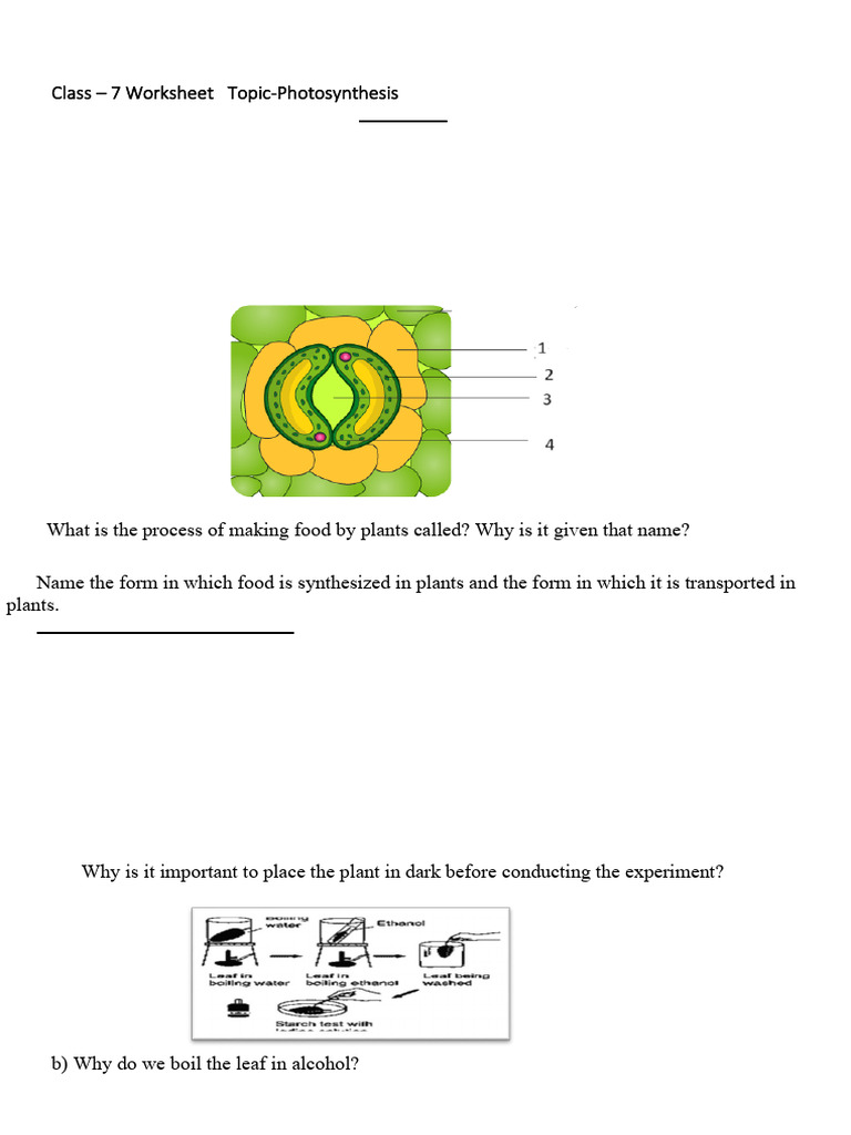 Class 7 Photosynthesis Worksheet | PDF | Photosynthesis | Plants
