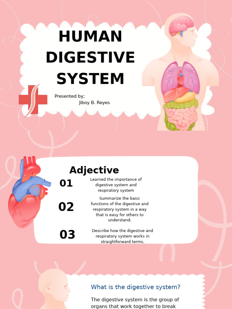 Digestive Ans Respiratory System | PDF | Respiratory Tract | Human ...