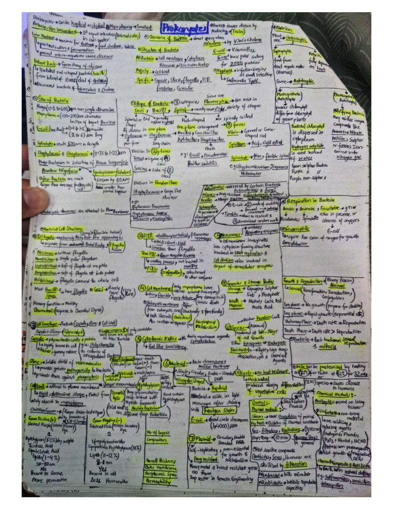 Prokaryotes Single Page Notes | PDF