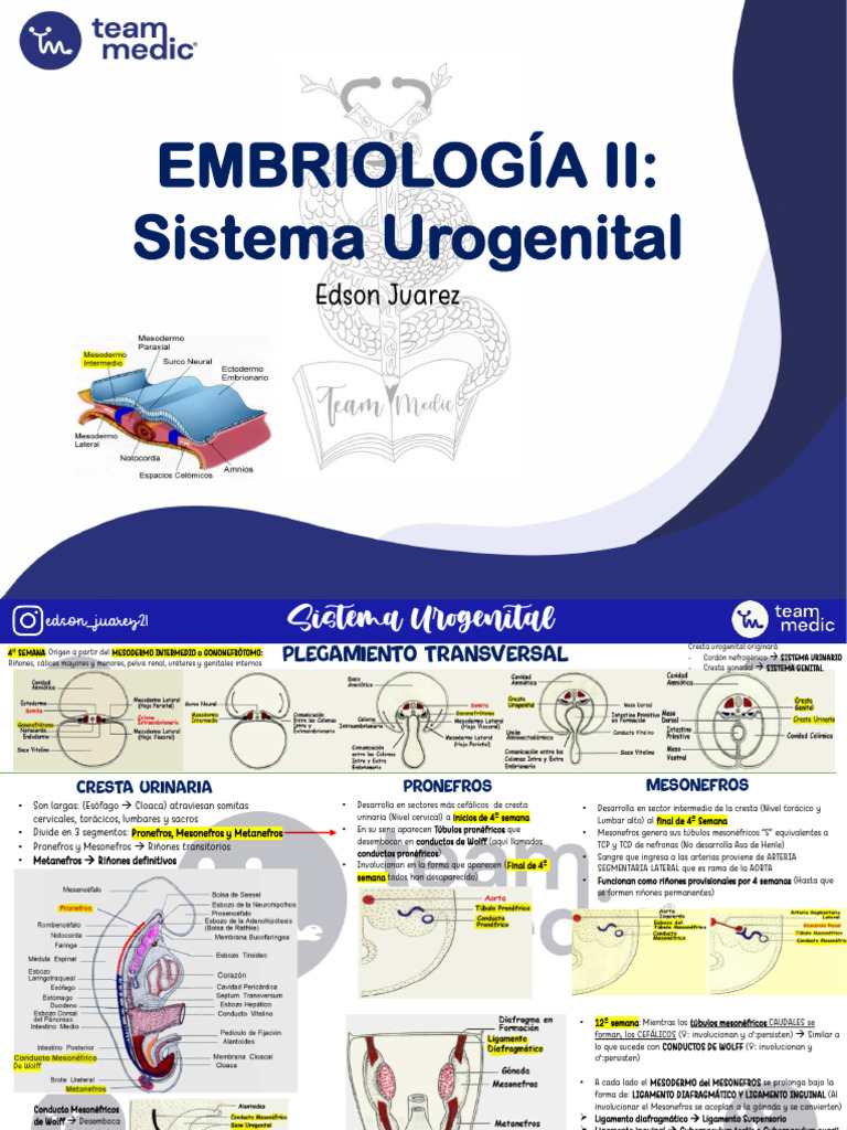 Desarrollo del Sistema Urogenital | PDF | Riñón | Anatomia animal