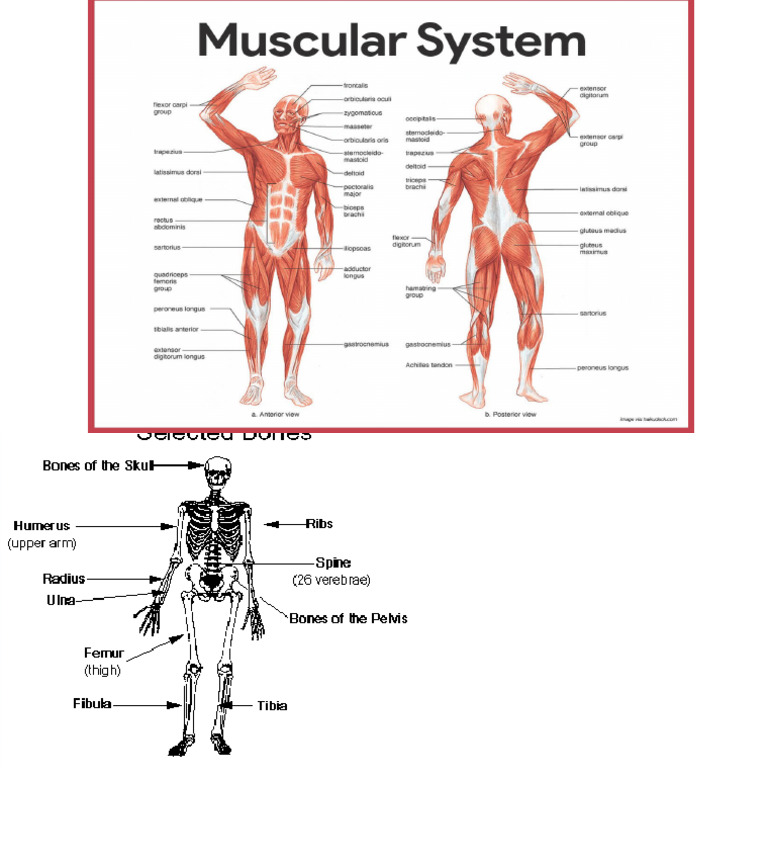 Muscular System | PDF