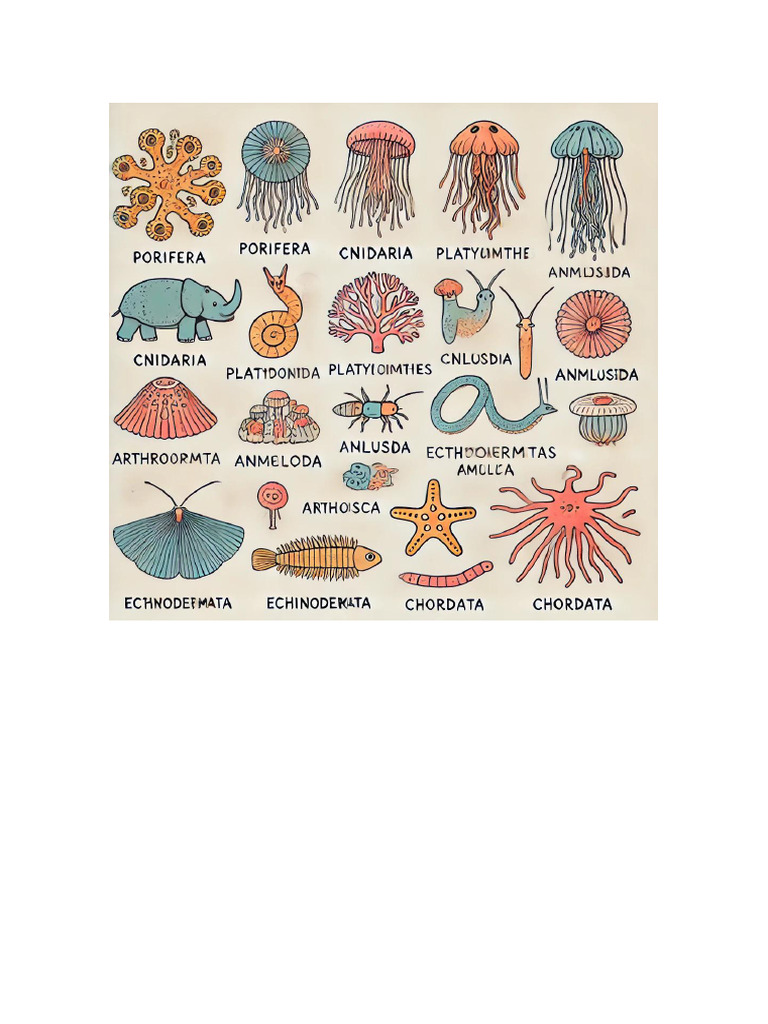 Kingdom Animalia Study Notes | PDF