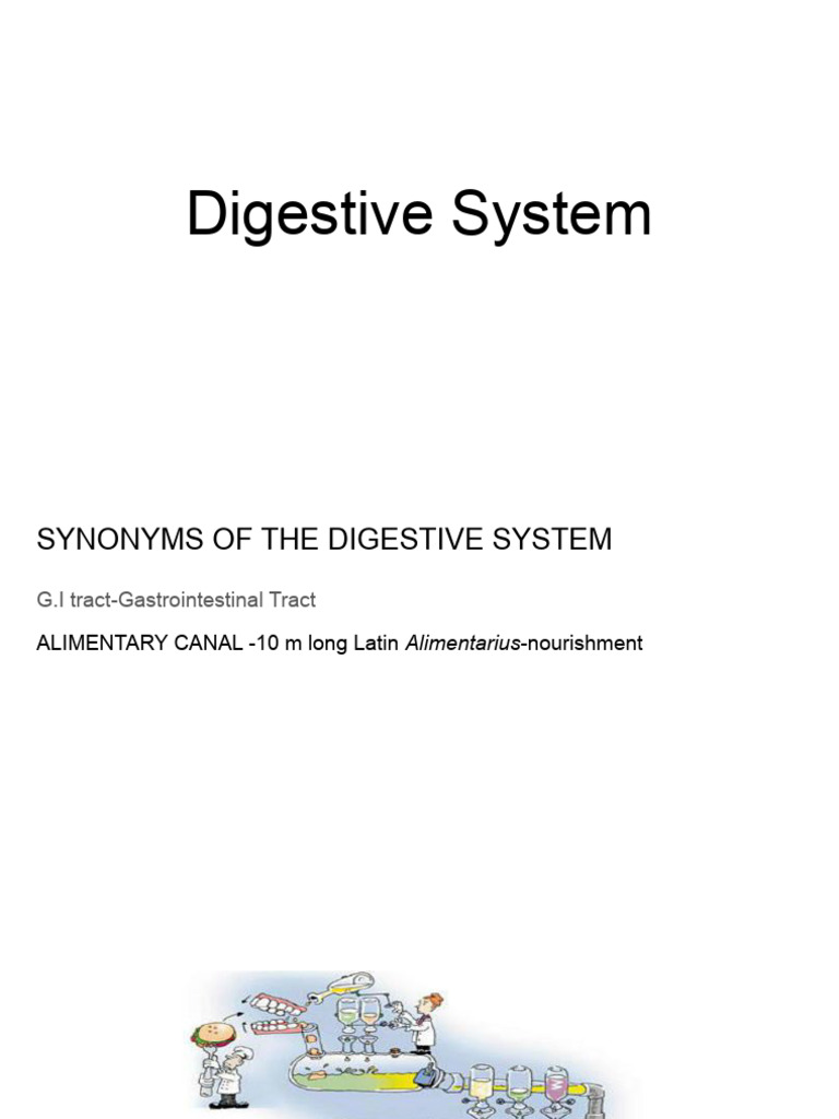 Digestive System GRADE 7 | PDF | Tooth | Digestion