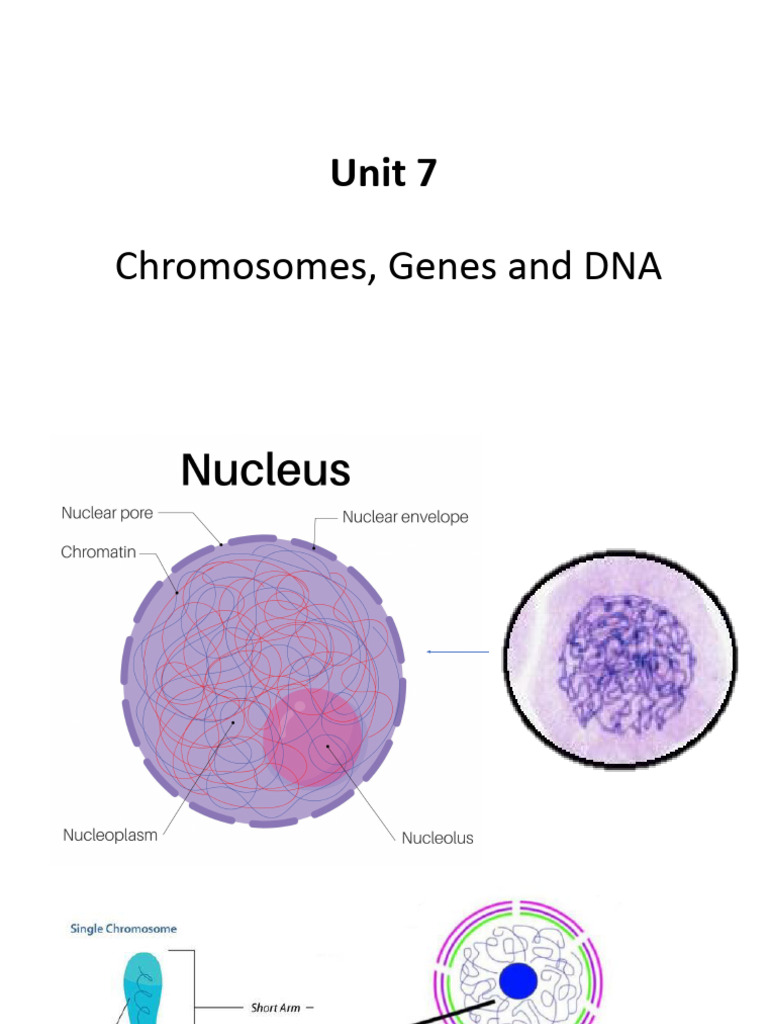 Unit 7 - Chromosomes, Genes and DNA | PDF | Gene | Natural Selection